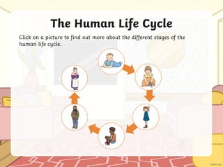 Human-life-cycle-powerpoint.ppt free download | PPT