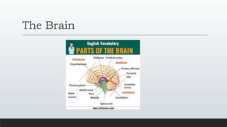 Human-Major-Body-Organs.pptx for college | PPTX