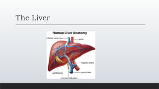 Human-Major-Body-Organs.pptx for college | PPTX