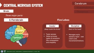 Human Nervous System hhhhhhhhhhhhhhhhhhhhhhhhhhhhhhhh | PDF