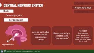 Human Nervous System hhhhhhhhhhhhhhhhhhhhhhhhhhhhhhhh | PDF