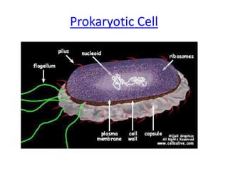 Human-Physiology-Cell-Structure-function-I-lecture-31.July_.2012.ppt