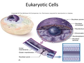 Human-Physiology-Cell-Structure-function-I-lecture-31.July_.2012.ppt