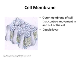 Human-Physiology-Cell-Structure-function-I-lecture-31.July_.2012.ppt