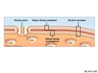 Human-Physiology-Cell-Structure-function-I-lecture-31.July_.2012.ppt