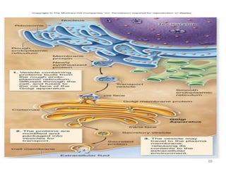 Human-Physiology-Cell-Structure-function-I-lecture-31.July_.2012.ppt