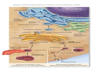 Human-Physiology-Cell-Structure-function-I-lecture-31.July_.2012.ppt
