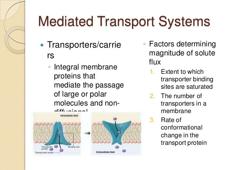 Human Physiology Part 2