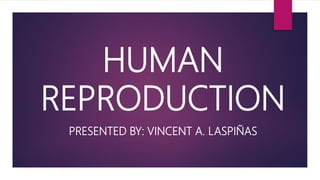 HUMAN-REPRODUCTION | PPT