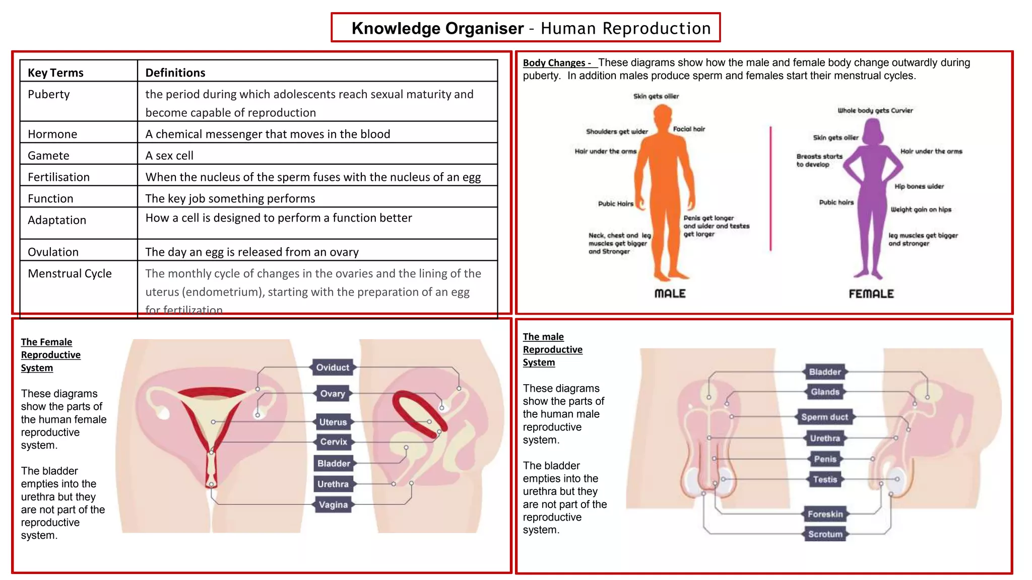 Human-Reproduction.pptx