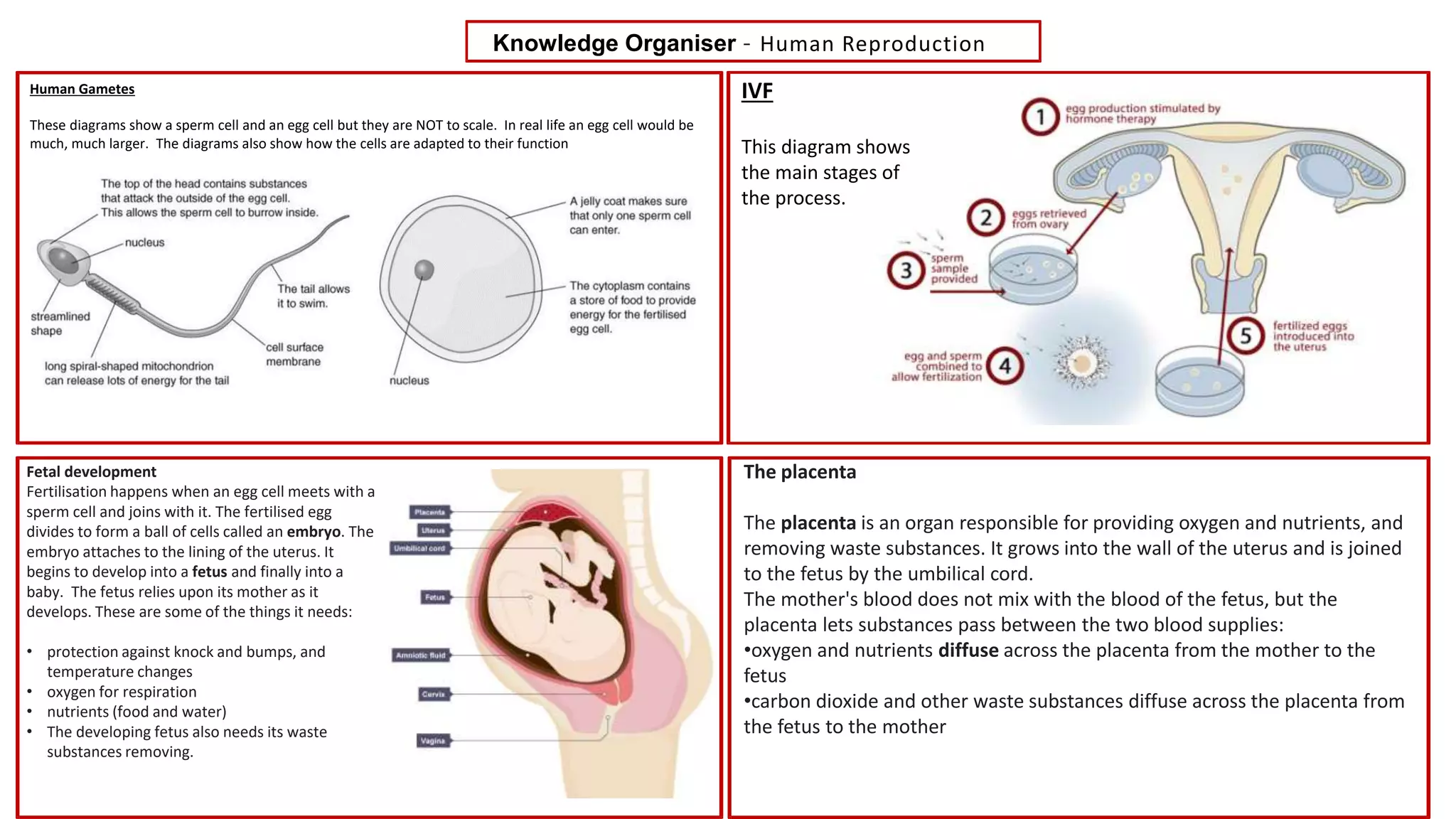 Human-Reproduction.pptx