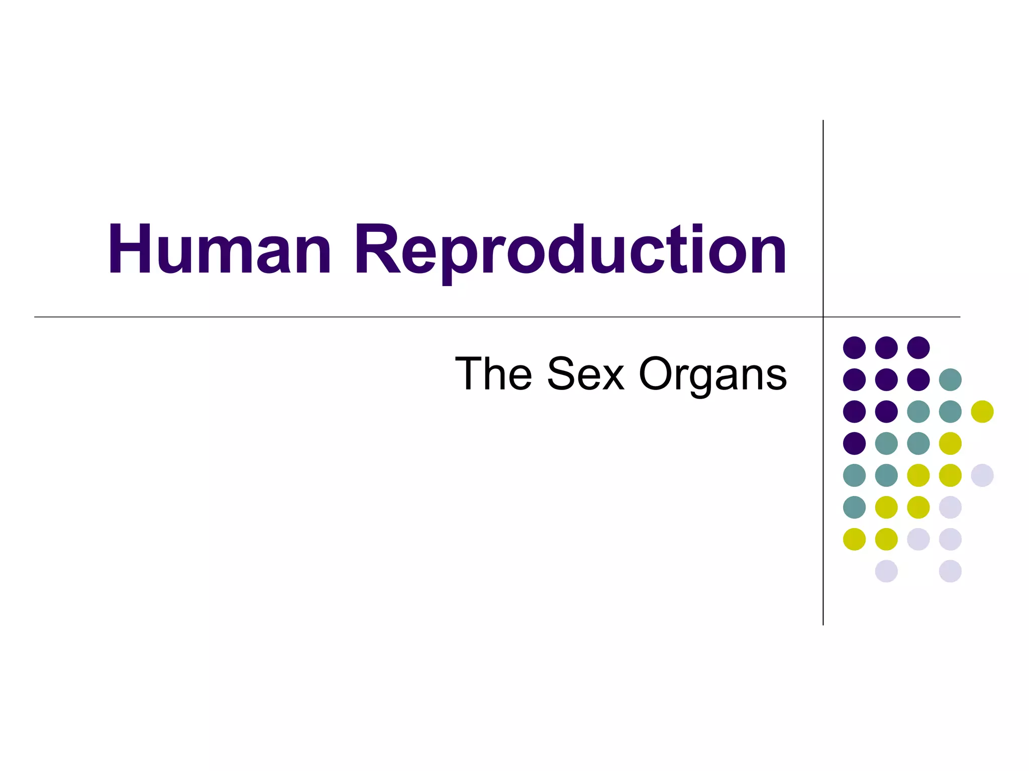 Human Reproduction Sex Organs | PPT
