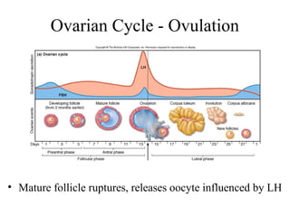 Human Reproduction Cycle Diagram
