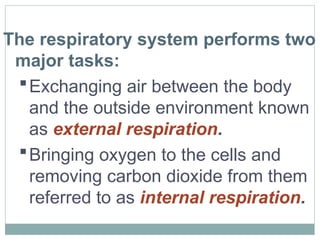 HUMAN-RESPIRATORY-SYSTEM.ppt respiratory | PPT