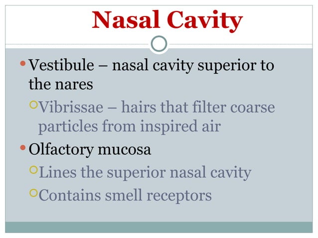 HUMAN-RESPIRATORY-SYSTEM.ppt respiratory | PPT