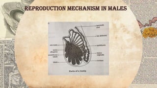 HUMAN-SEXUAL-REPRODUCTION.pptx grade 10 module 1 | PPT