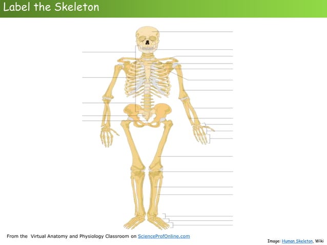 Human-Skeleton-Lecture-PPT-VBC.ppsx