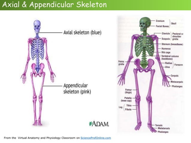 Human-Skeleton-Lecture-PPT-VBC.ppsx