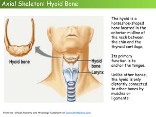 Human-Skeleton-Lecture-PPT-VBC.pptx