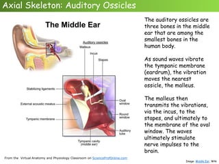 Human-Skeleton-Lecture-PPT-VBC.pptx | Death, Injury, or Military ...