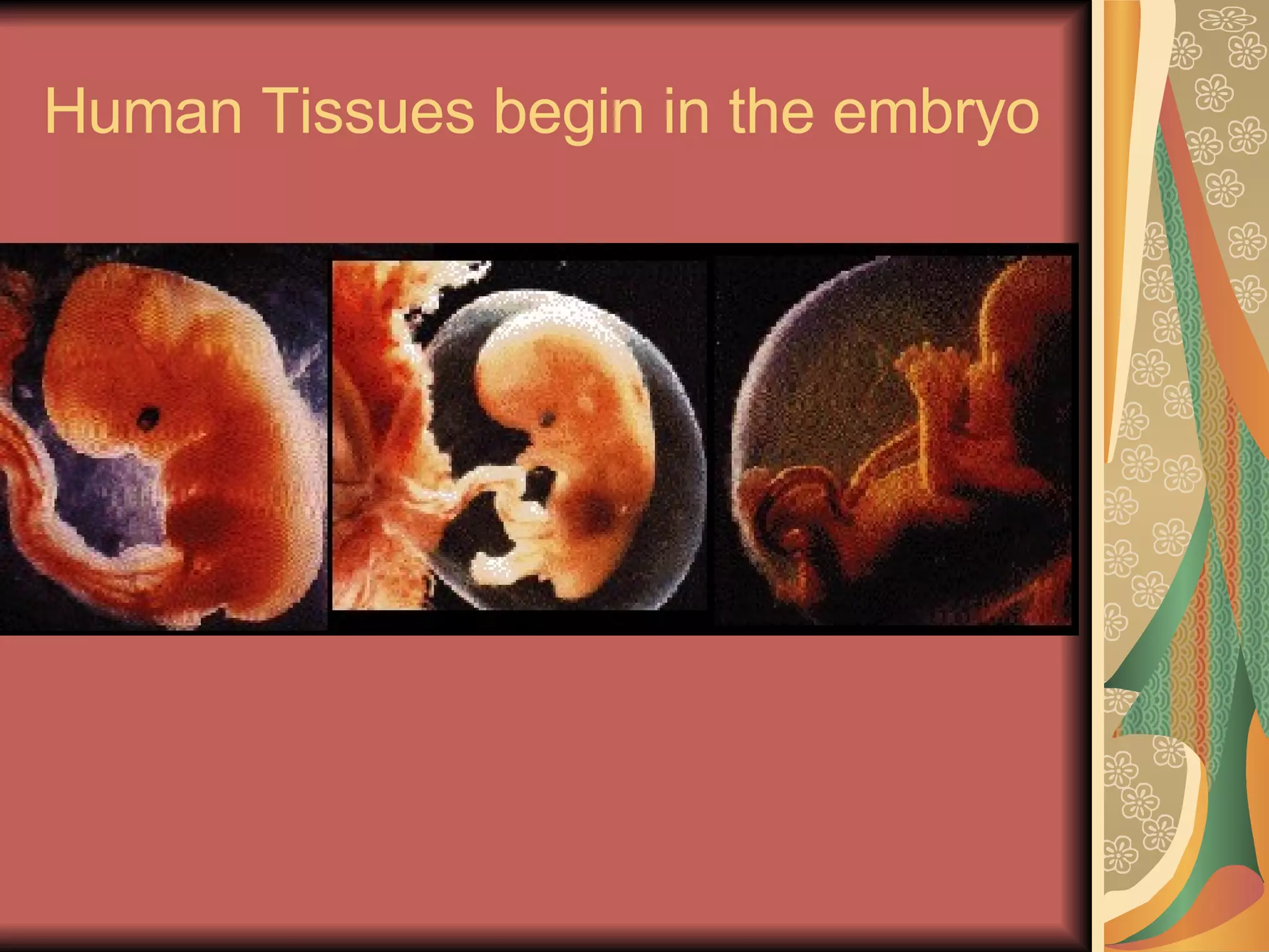 Human Tissues | PPT