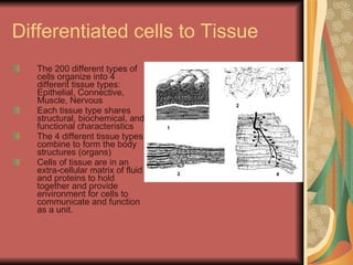 Human Tissues | PPT