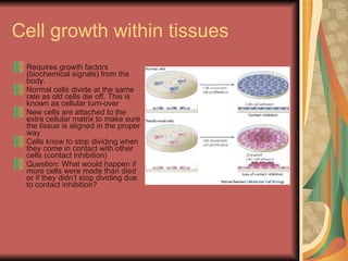 Human Tissues | PPT