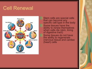 Human Tissues | PPT