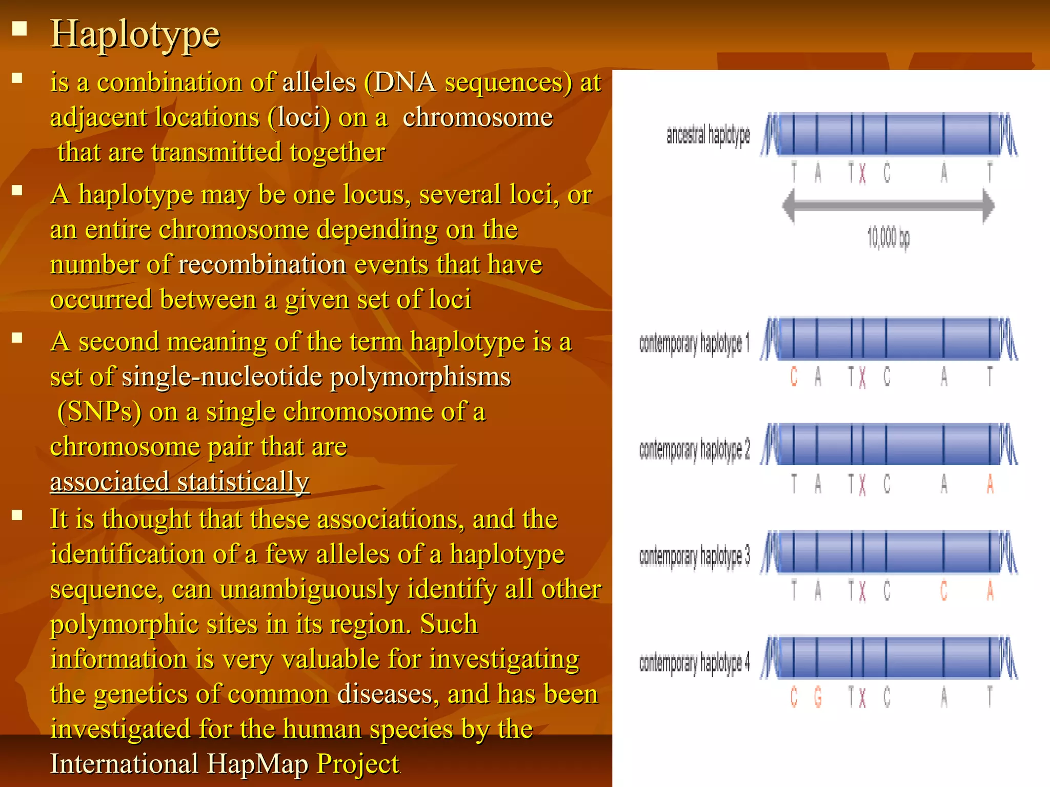 Human Genome Project | PPT