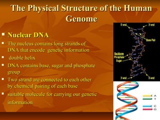 Human Genome Project | PPT | Biological Sciences | Science