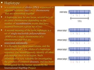Human Genome Project | PPT