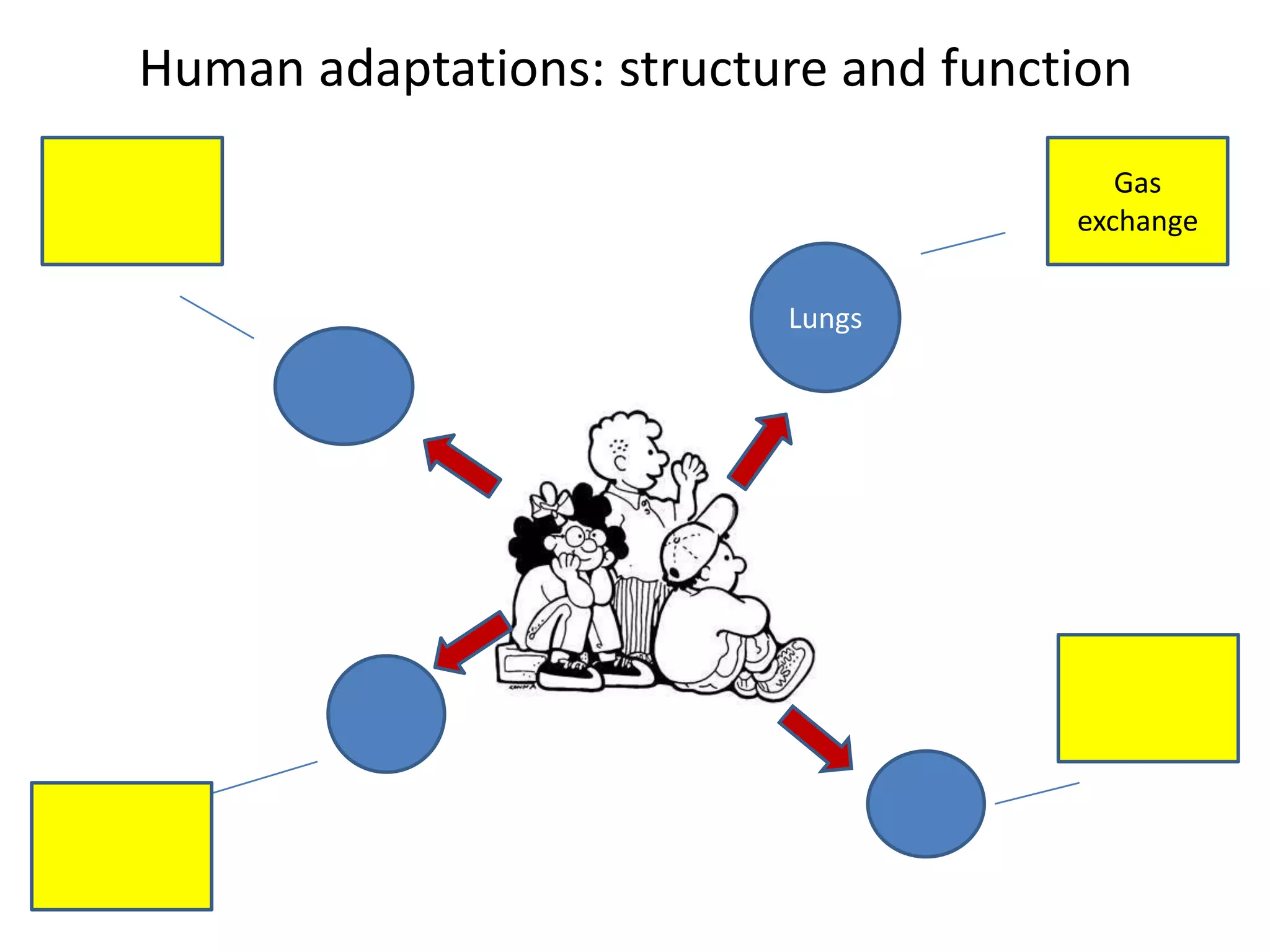 Human adaptations | PPTX