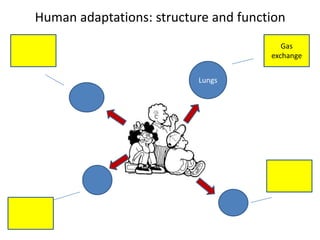 Human adaptations | PPTX