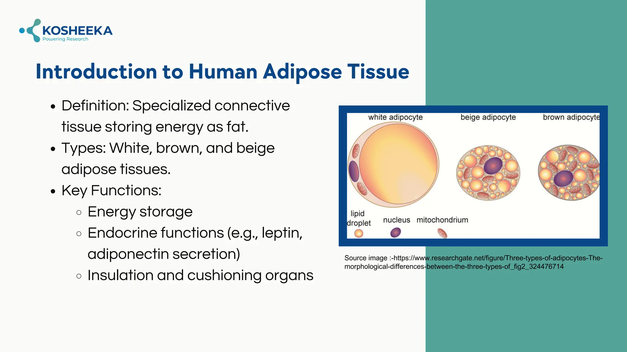 Human Adipose Tissue and Disease Models Using Adipose Tissue | PPT