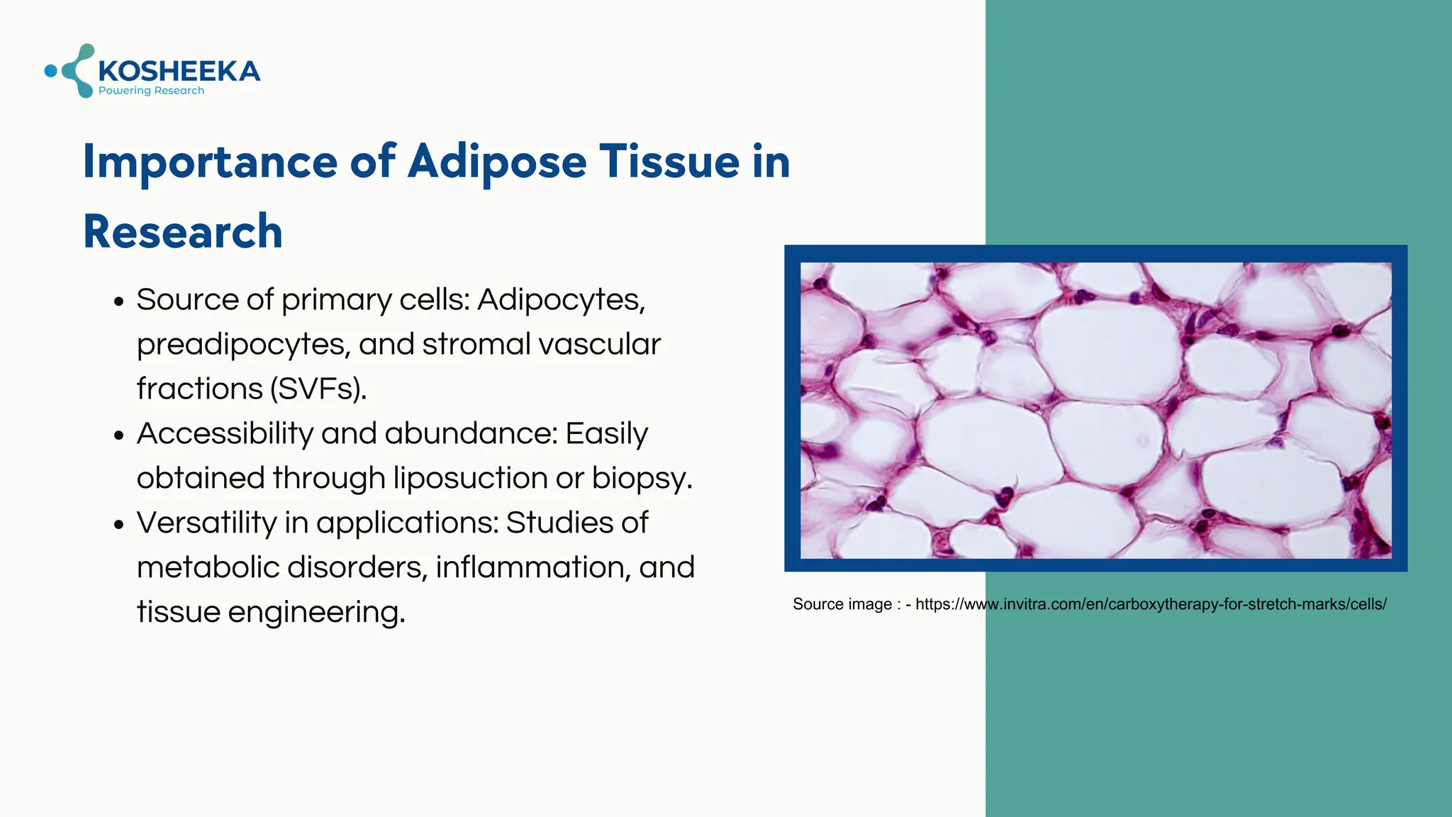 Human Adipose Tissue and Disease Models Using Adipose Tissue | PPT
