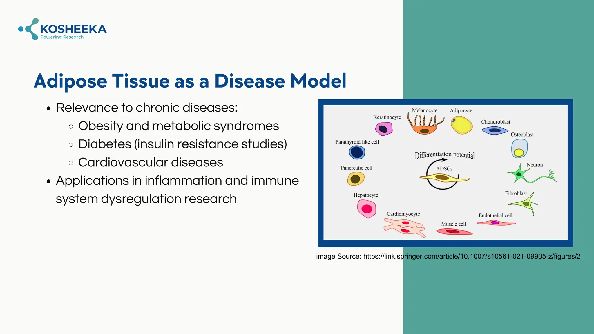 Human Adipose Tissue and Disease Models Using Adipose Tissue | PPT