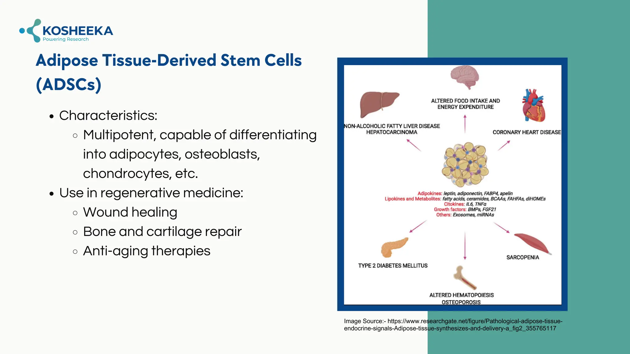 Human Adipose Tissue and Disease Models Using Adipose Tissue | PPT