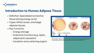 Human Adipose Tissue and Disease Models Using Adipose Tissue | PPT