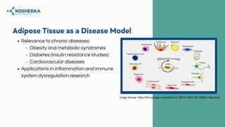 Human Adipose Tissue and Disease Models Using Adipose Tissue | PDF