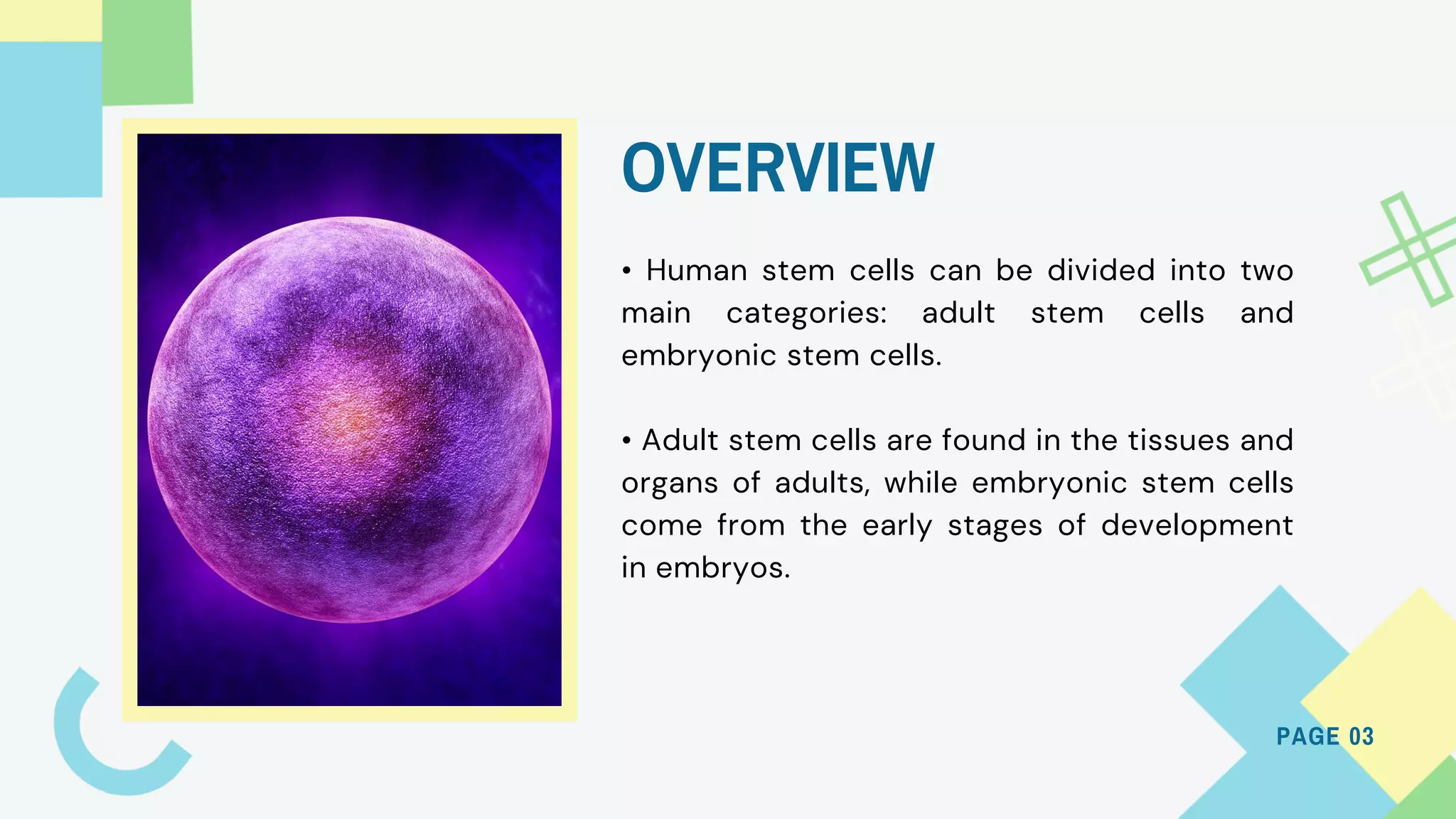 Human Adult Versus Embryonic Stem Cells | Dr David Greene R3 Stem Cell | PPT