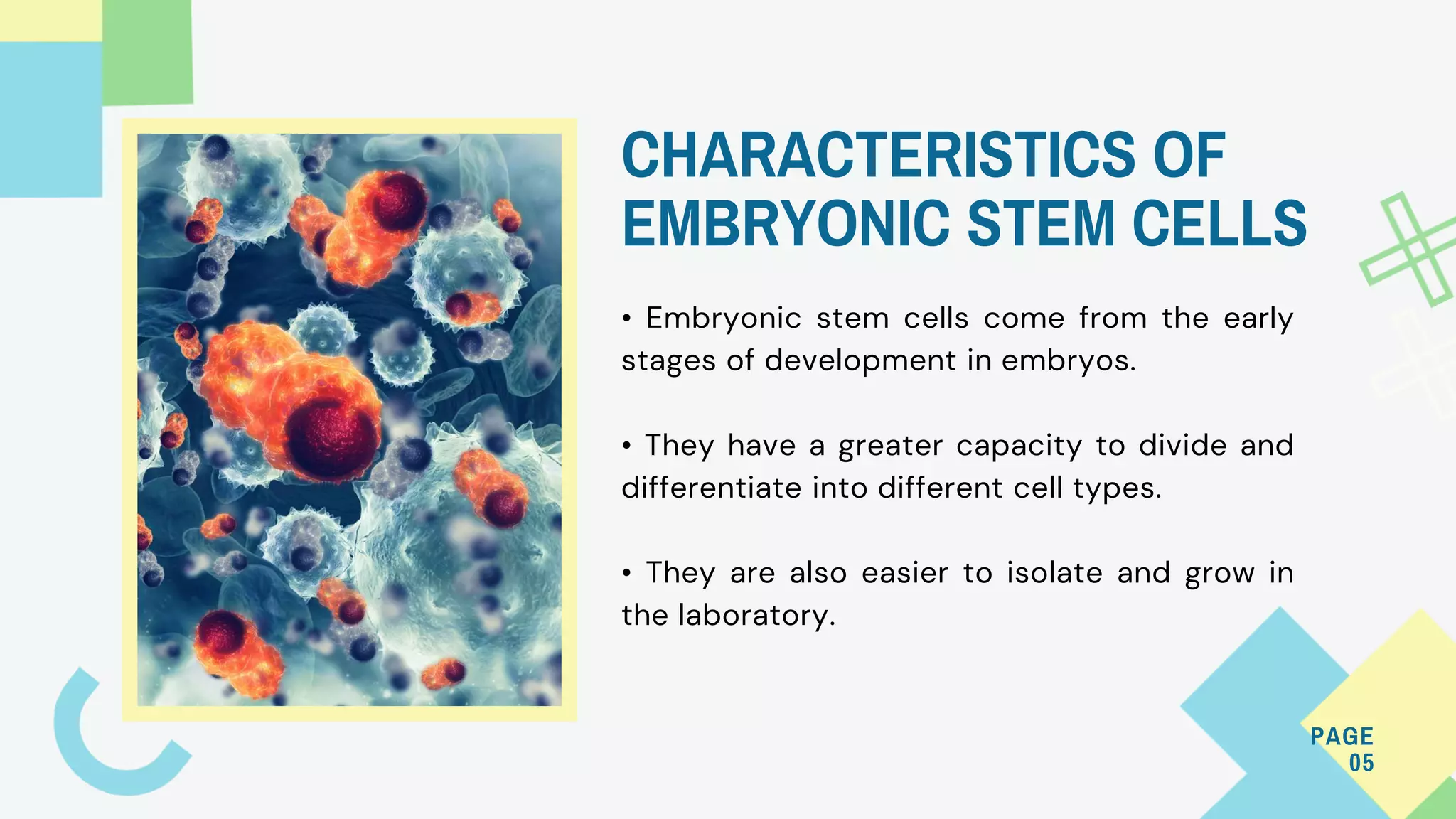 Human Adult Versus Embryonic Stem Cells | Dr David Greene R3 Stem Cell ...