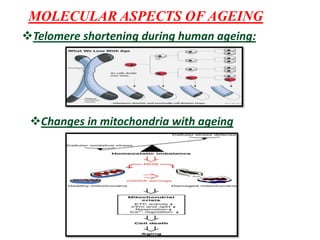 Human ageing process | PPTX