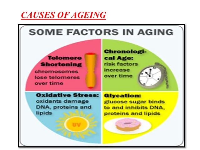 Human ageing process | PPTX | Genetics | Science