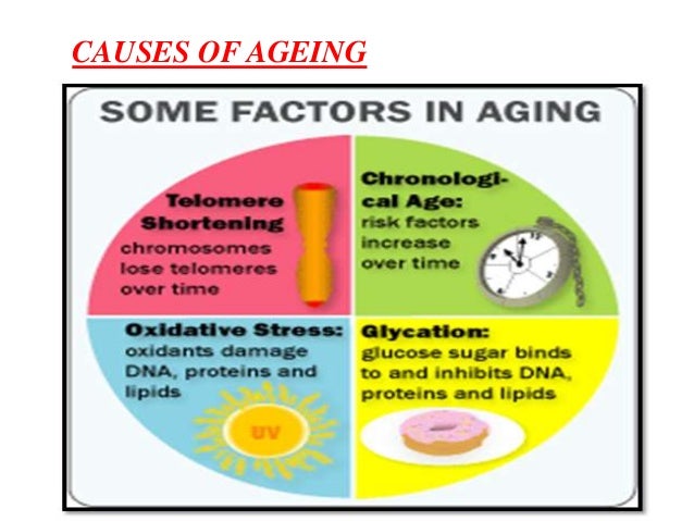 Human Aging Process