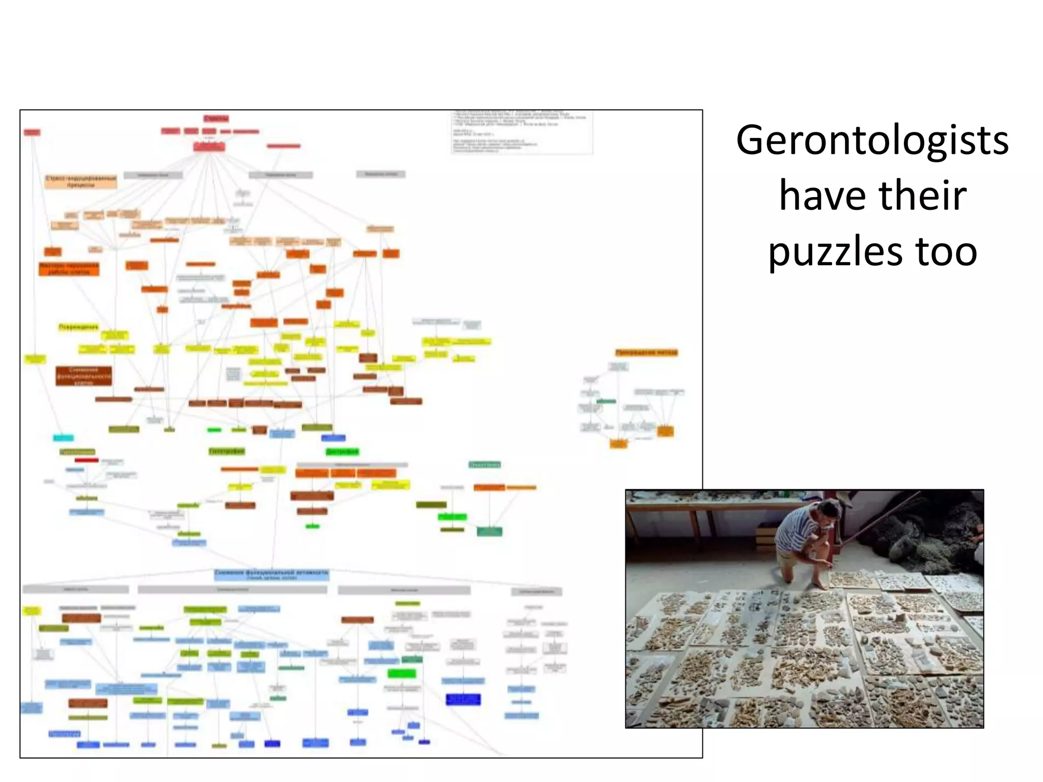 Human Aging System Diagram | PPTX