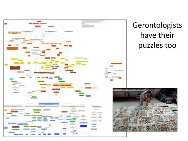 Human Aging System Diagram | PPTX
