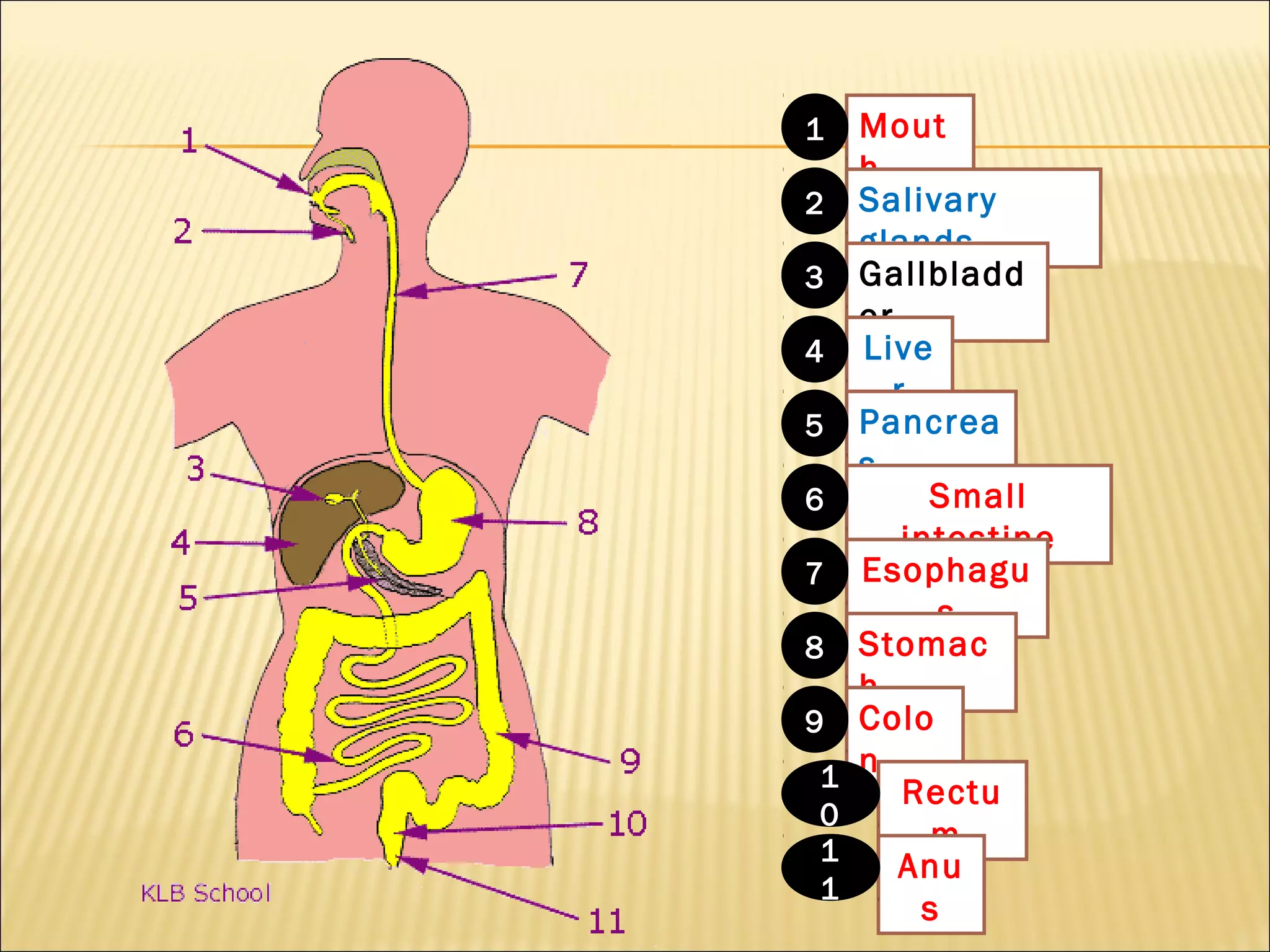 Grade 8 INTRA - Human Alimentary Canal | PPT
