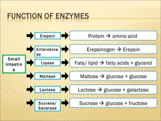 Grade 8 INTRA - Human Alimentary Canal | PPT
