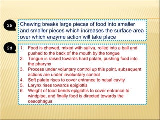 Grade 8 INTRA - Human Alimentary Canal | PPT