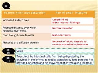 Grade 8 INTRA - Human Alimentary Canal | PPT